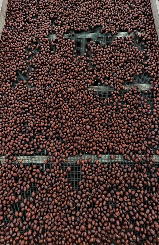 Gayo Arabica specialty coffee producer by Degayo Group - Degayo Tour