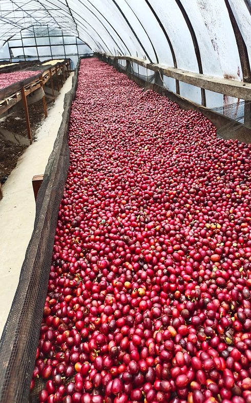 Gayo Arabica specialty coffee producer by Degayo Group - Degayo Tour